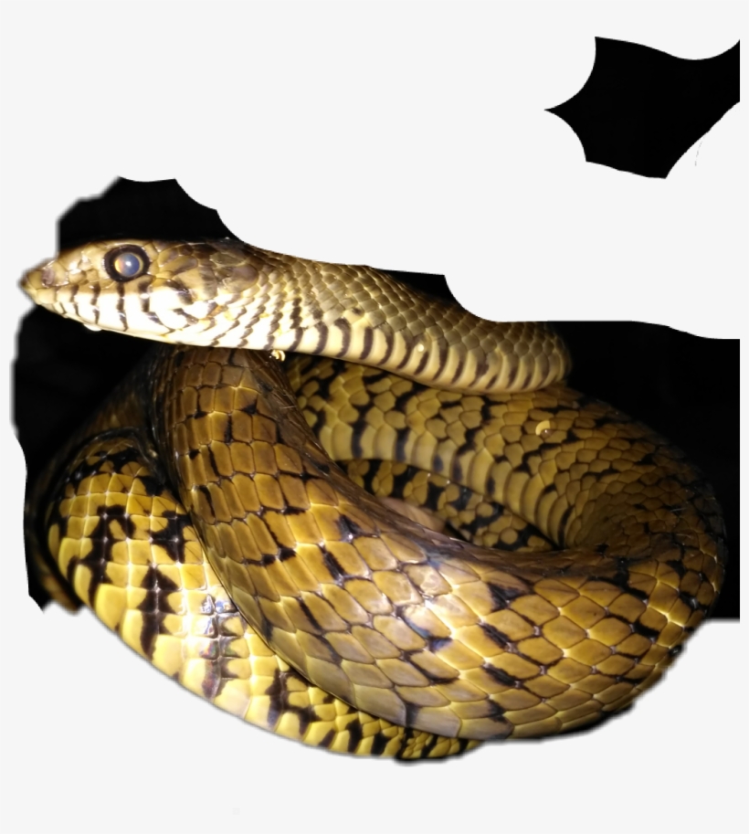 Serpent Transparent PNG - 1024x1091 - Free Download on NicePNG