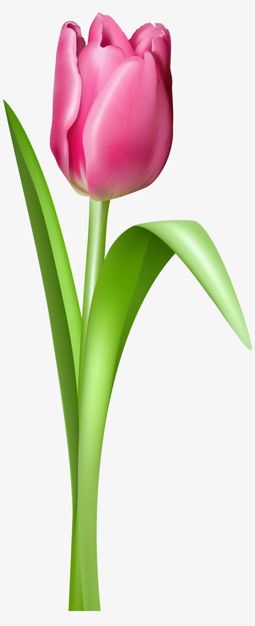 Spring Tulips Clipart