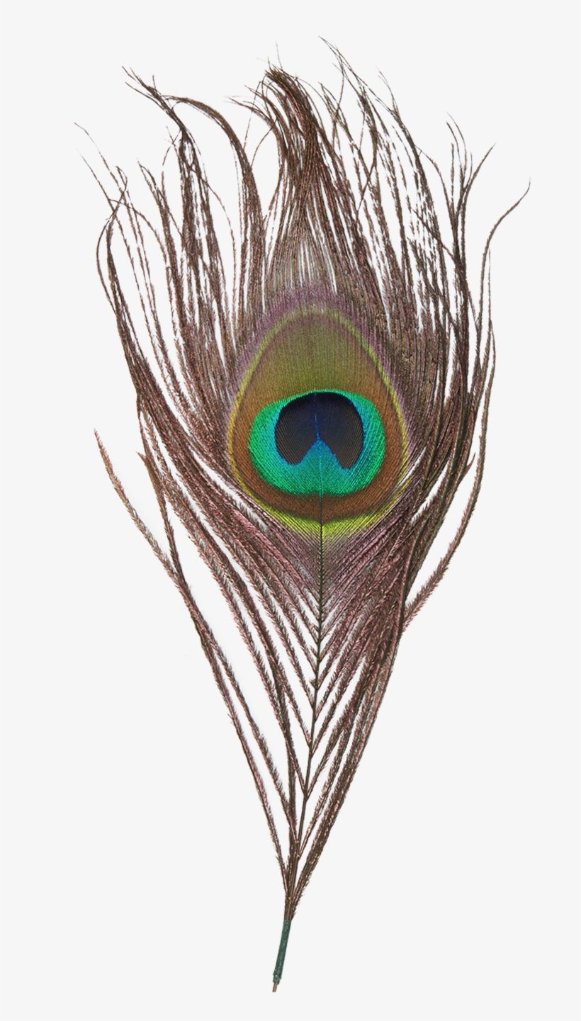 Peacock Feather Png Transparent Images - Goorin Bros. Transparent PNG ...