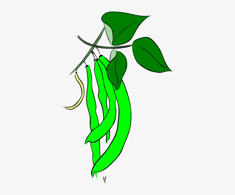 Cartoon Pictures Of Green Beans Transparent PNG - 384x599 - Free ...