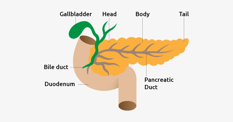 Pancreas - Pancreas For Kids Transparent PNG - 600x401 - Free Download ...