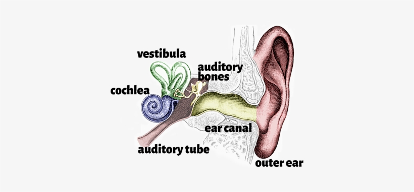 The Ear - Ear Transparent PNG - 400x323 - Free Download on NicePNG