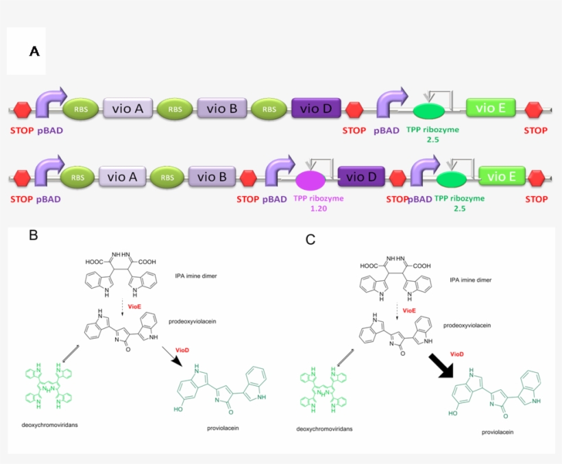 Stem-loop Terminator - Diagram Transparent PNG - 962x748 - Free ...