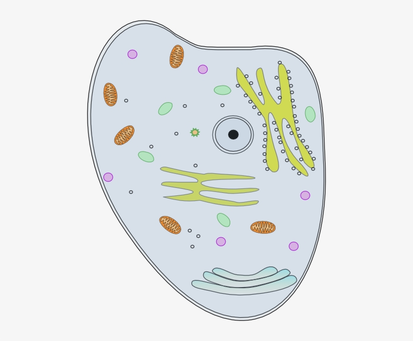 Download Happy Cell Clip Art - Animal Cell Clip Art - HD Transparent ...