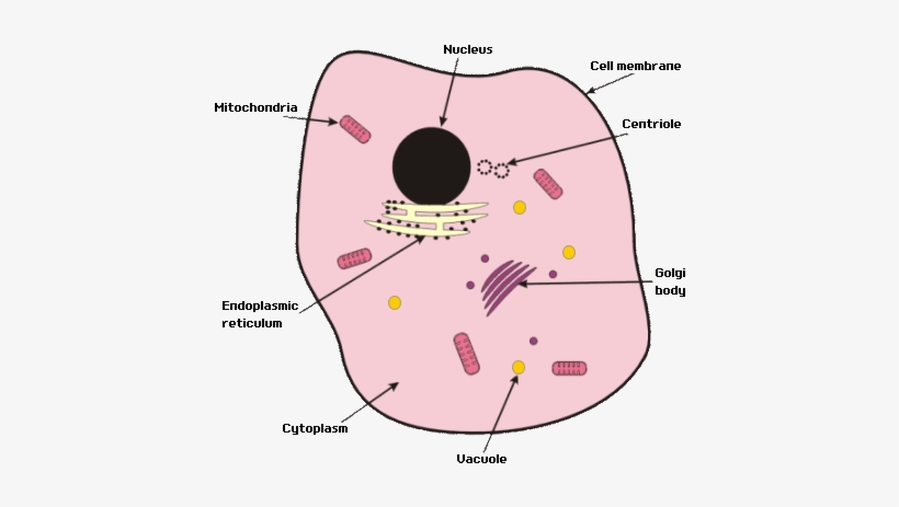 Get Animal Cell Structure Diagram Pictures COLORIST Get Animal Cell Structure Diagram Pictures COLORIST