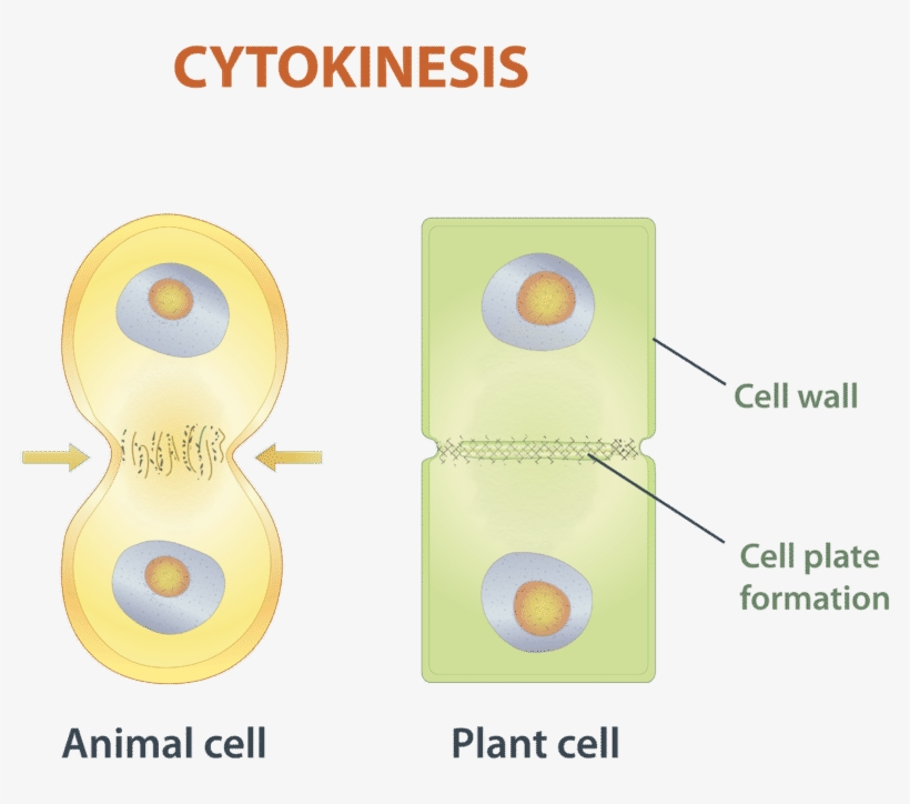 Cytokinesis Is The Final Stage Of Eukaryotic Cell Division - Eukaryotic ...