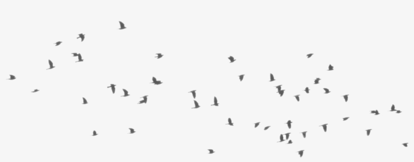 Bird Png Image - Pngs Birds For Picsart Transparent PNG - 1024x395 ...