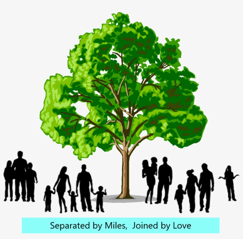 Brown Family Reunion July - Softwood And Hardwood Trees Transparent PNG ...