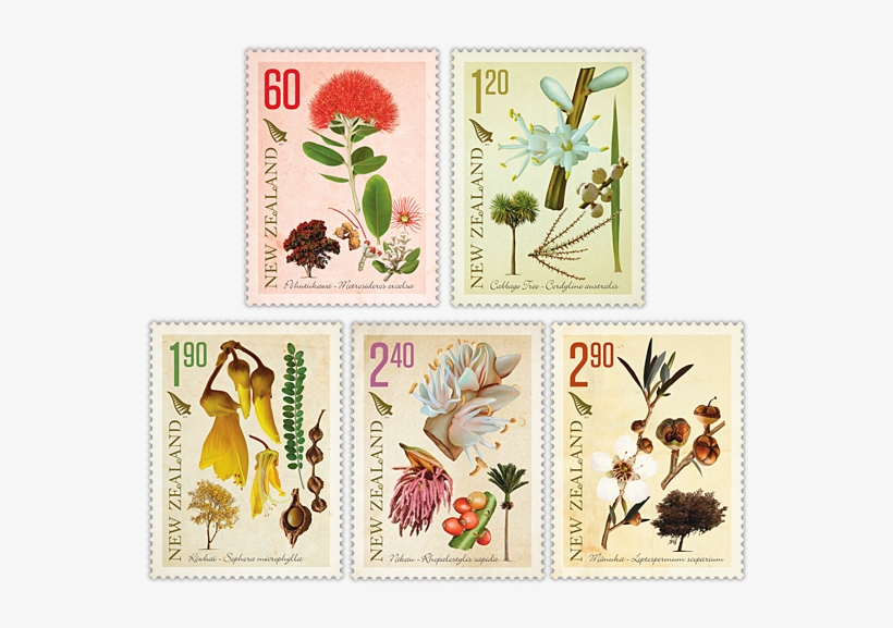 Image - Plants Of New Zealand Botanical Drawing Transparent PNG ...