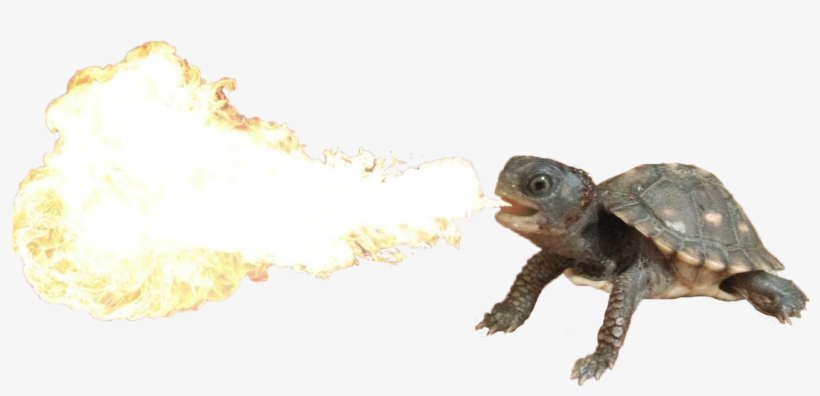 Download Fire Breathing Turtle - Fire Breathing Turtle Dragon - HD ...