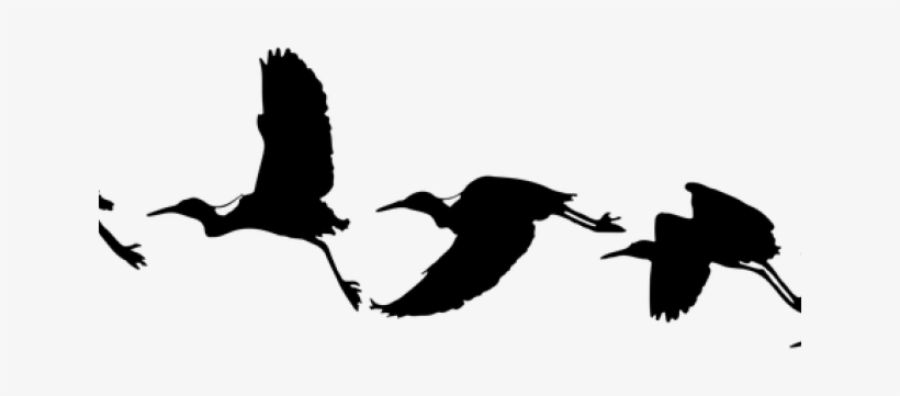 Flying Crane Bird Drawing Transparent PNG - 640x480 - Free Download on ...
