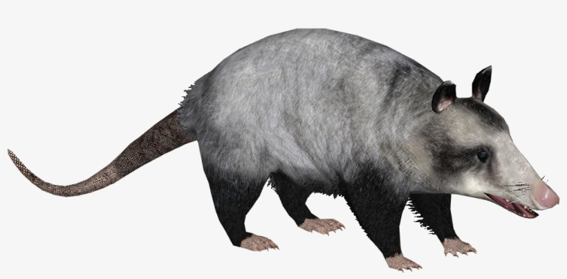 Common Opossum 4 - Didelphis Marsupialis Png Transparent PNG - 981x981 ...