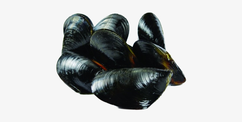 Gallo Mussel Mytilus Galloprovincialis - Mussels Png Transparent PNG ...