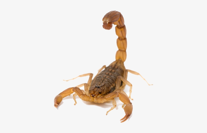 Scorpion - Scorpion White Background Transparent PNG - 438x518 - Free ...