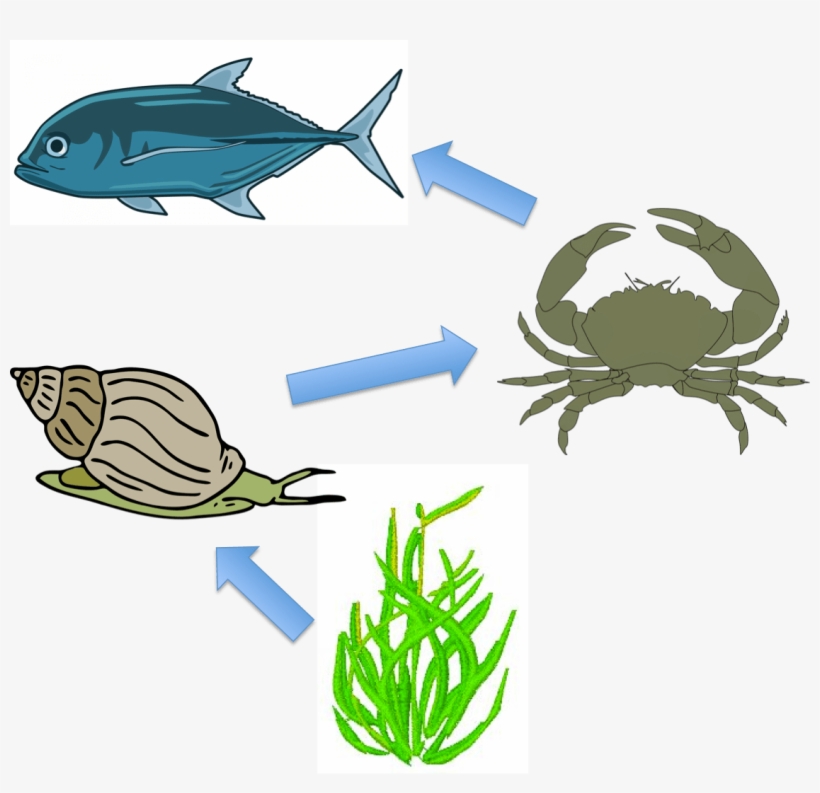 Example Of A Surface Ocean Food Web Food Chain In Sea Transparent PNG 
