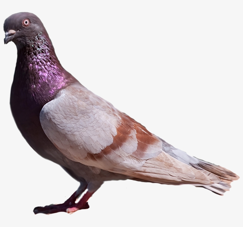 American Racing Pigeon Union - Rock Dove Transparent PNG - 800x685 ...