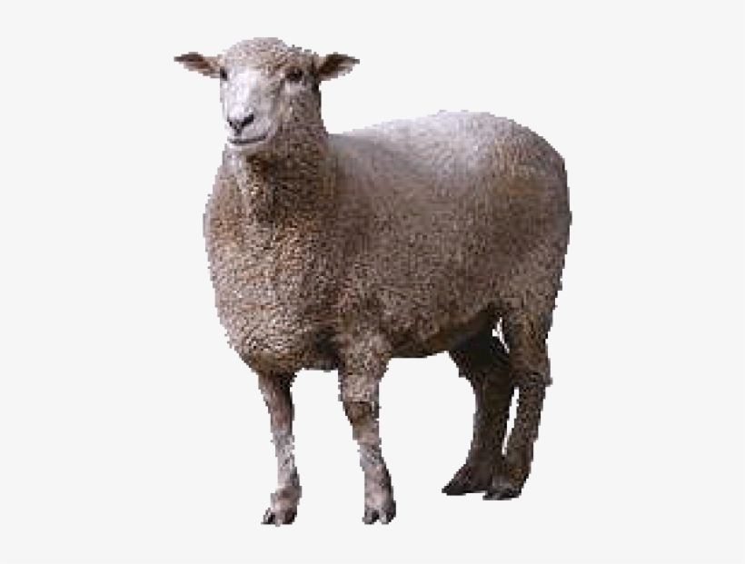 Sheep Png Free Download - Sheep Png Transparent PNG - 600x600 - Free ...