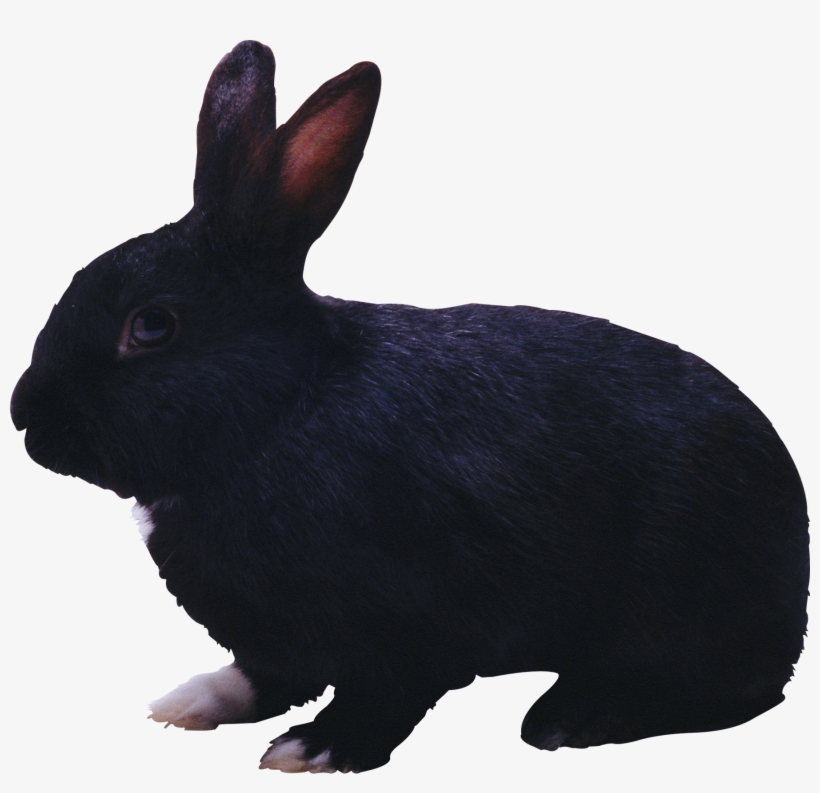Black Rabbit Png Image - Black Rabbit Png Transparent PNG - 1800x1653 ...