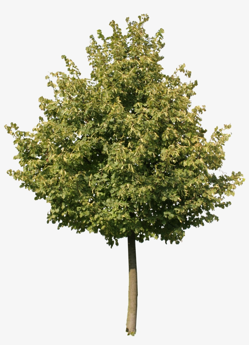Young Oak Tree Png Transparent PNG - 2304x3456 - Free Download on NicePNG