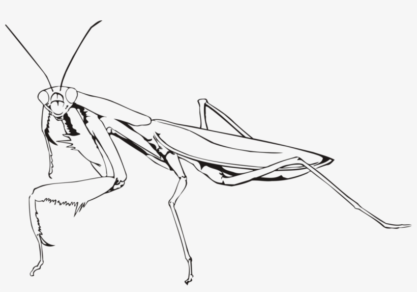 Praying Mantis Face Drawing