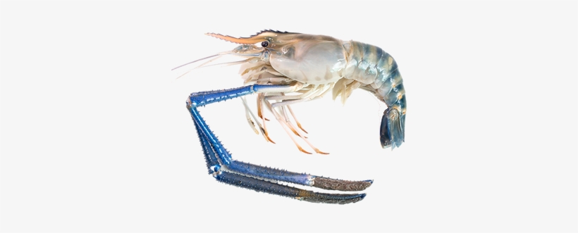 Fresh Water Scampi - Fresh Water Prawn Png Transparent PNG - 500x250 ...