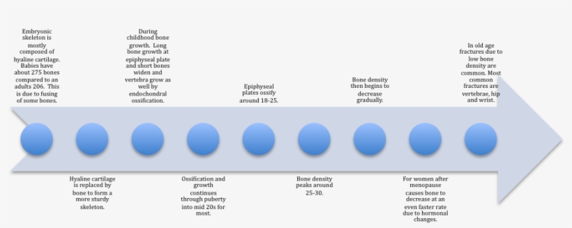 Timeline Of Bone Development Transparent PNG - 916x527 - Free Download ...