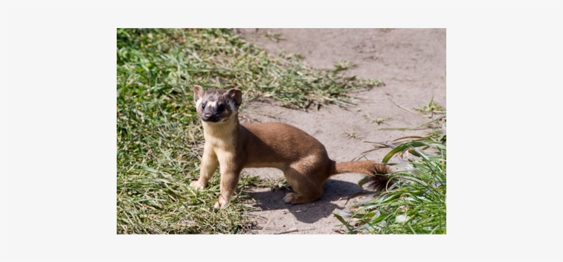 Long Tailed Weasel Zhao - Have A Heart Transparent PNG - 480x558 - Free ...