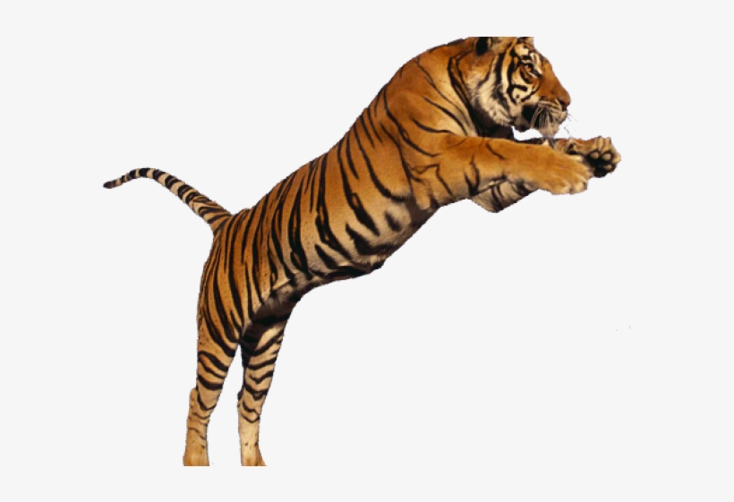 White Tiger Pouncing