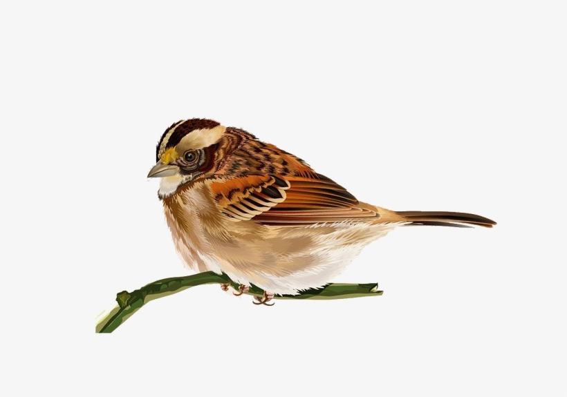 House Sparrow Png Transparent Image - Sparrow Transparent PNG - 650x495 ...