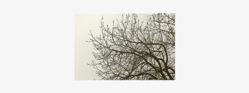 Twig Transparent PNG - 400x400 - Free Download on NicePNG