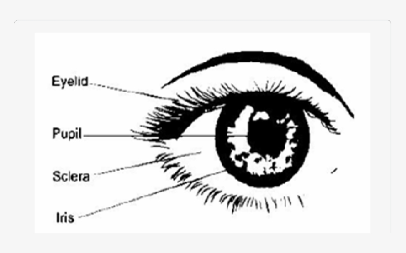 Front View Of The Human Eye Transparent PNG - 761x431 - Free Download ...