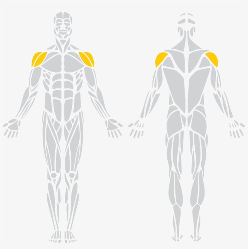 Deltoids "delts" - Latissimus Dorsi Muscle Transparent PNG - 1000x955 ...