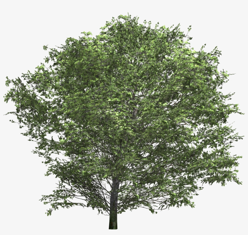 Download Bush Texture Png Download - Trees Floor Plan Png - HD ...