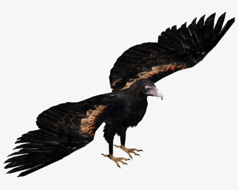 Wedge-tailed Eagle - Wedge Tailed Eagle Png Transparent PNG - 804x804 ...