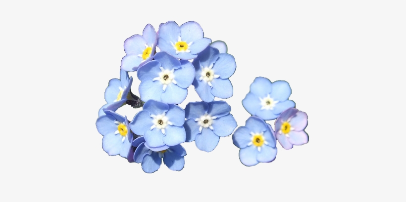 Forget Me Not - Forget Me Not Png Transparent PNG - 500x355 - Free ...