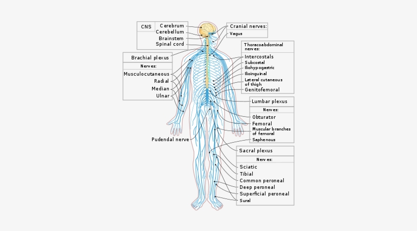 The Nervous System - Nervous System Transparent PNG - 350x389 - Free ...