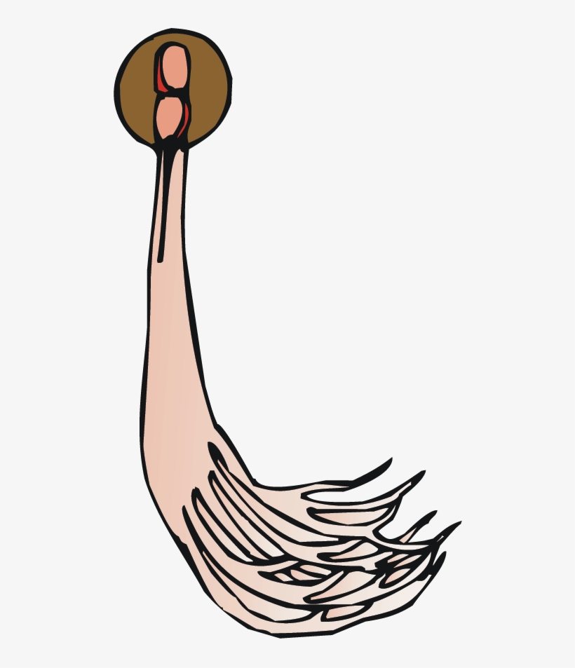 Download Nerve - Nervous System - HD Transparent PNG - NicePNG.com