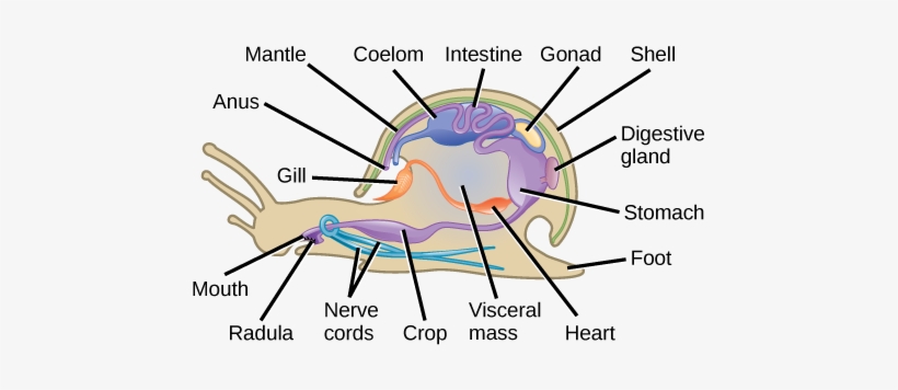 Mollusk Anatomy Transparent PNG - 469x276 - Free Download on NicePNG