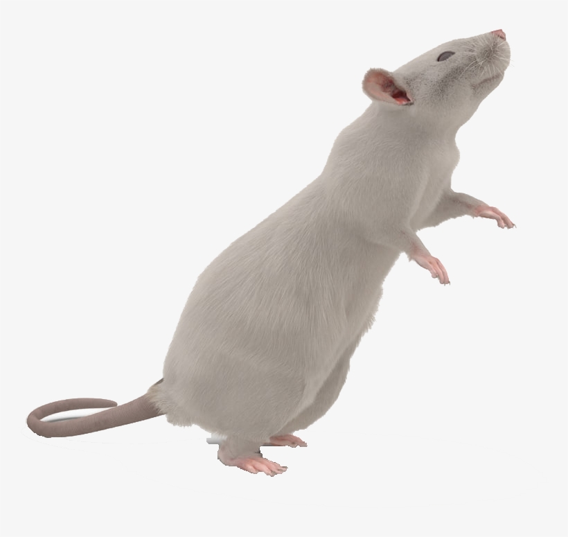 Mouse Png Images Transparent Background - Mouse With Transparent ...
