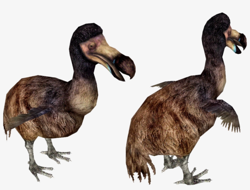 Dodo Bird Running - Dodo Transparent PNG - 963x688 - Free Download on ...