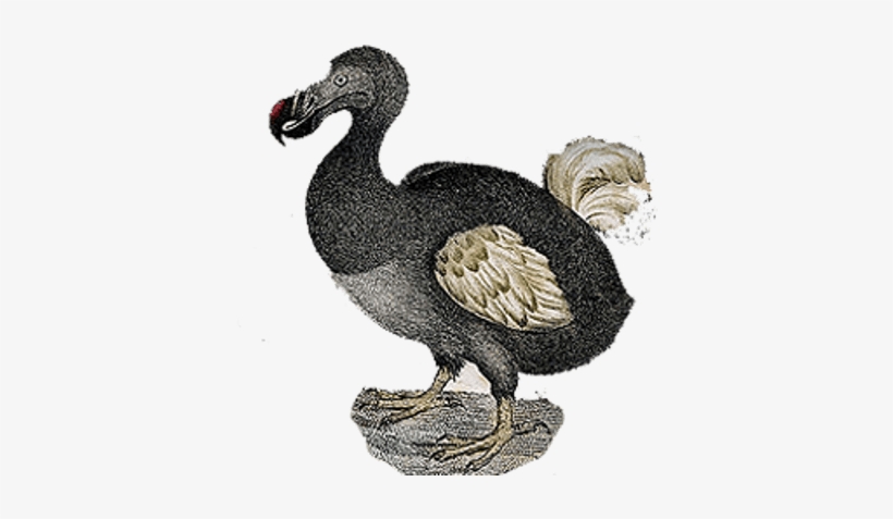 Dodo Vintage - Dodo Bird No Background Transparent PNG - 400x400 - Free ...