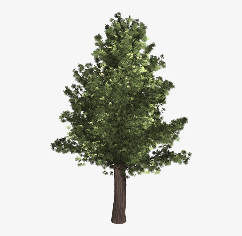 Tree, Evergreen, Isolated, Pine, Spruce, Redwood - Tree Png Transparent ...