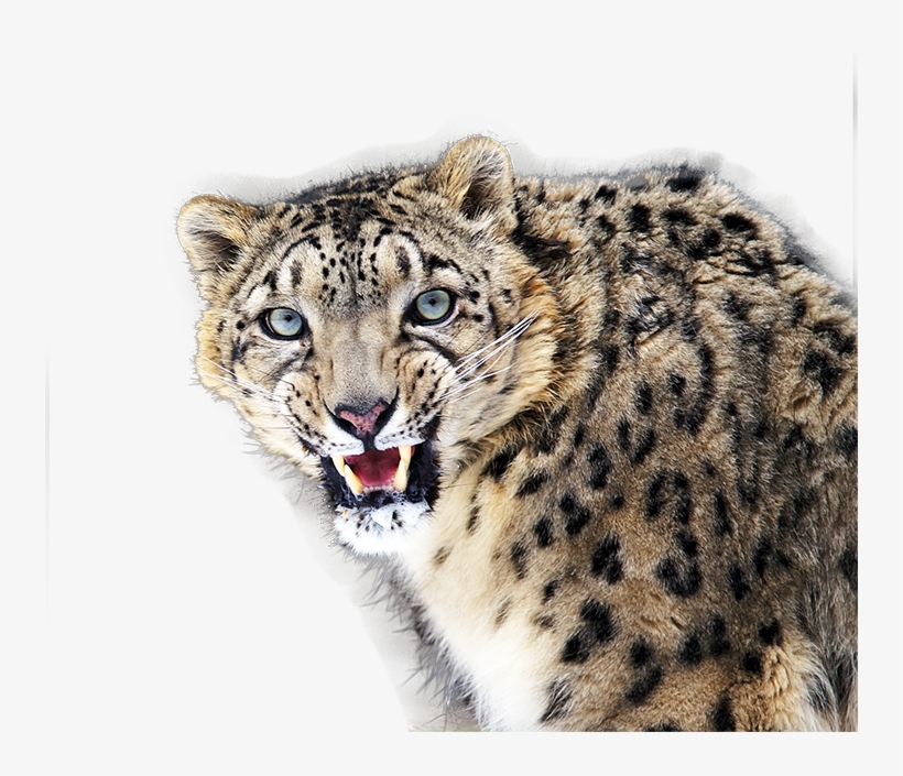 Snow Leopard - Snow Leopard Png Transparent PNG - 738x625 - Free ...