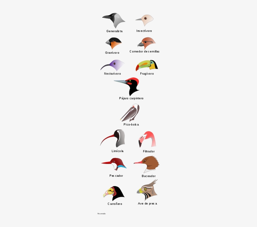 Birdbeaksa-es - Svg - Types Of Bird Heads Transparent PNG - 220x662 ...