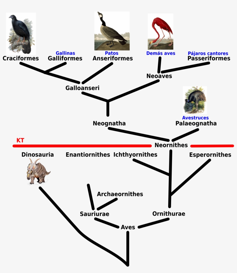 Open - Aves Phylogenetic Tree Transparent PNG - 2000x2212 - Free ...