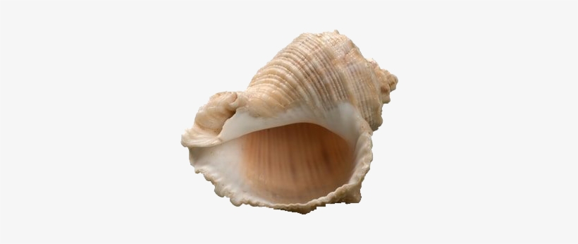 Lord Of The Flies Conch Transparent PNG - 500x354 - Free Download on ...