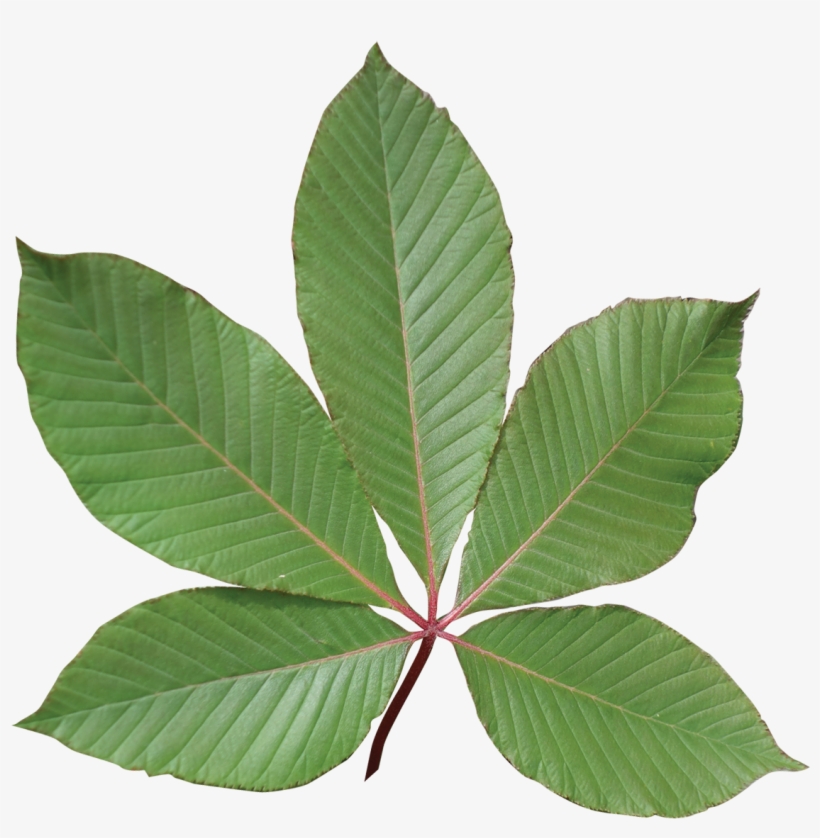 Compound Transparent PNG - 1200x1208 - Free Download on NicePNG