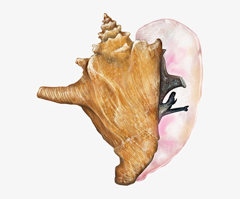 Conch Shell Free Png Image - Queen Conch Transparent Transparent PNG ...