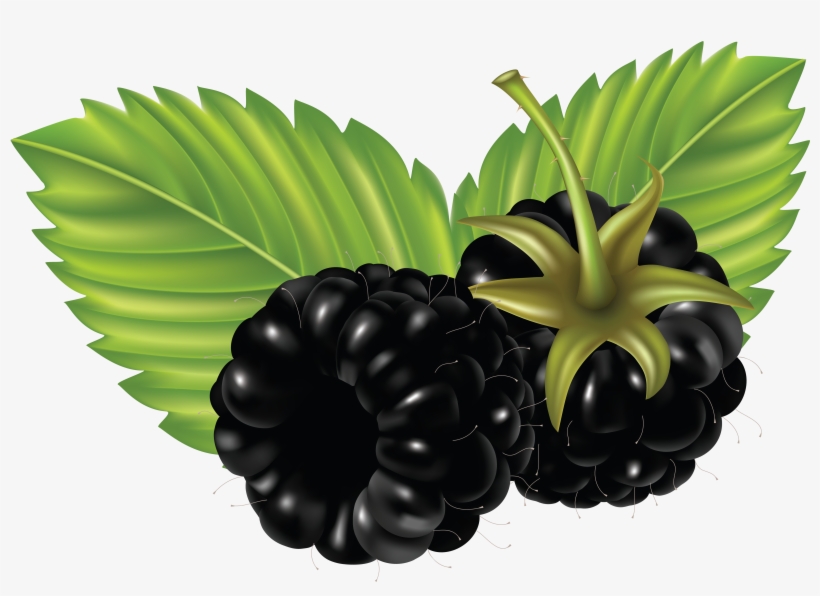 Blackberries Png Transparent PNG - 4830x3276 - Free Download on NicePNG