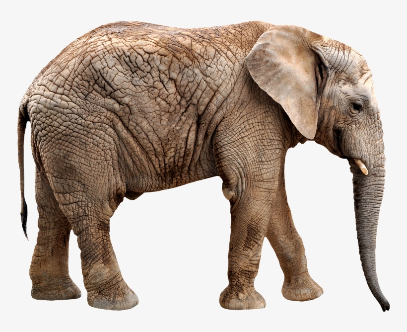 Twisted Envy Get Out Of My Way Elephant Novelty Mug Transparent PNG ...